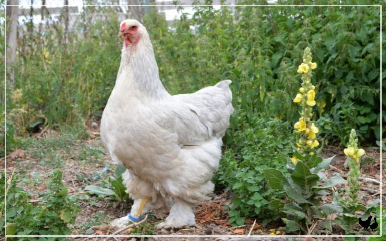 Brahma Chickens - Breed Profile & Facts - LearnPoultry