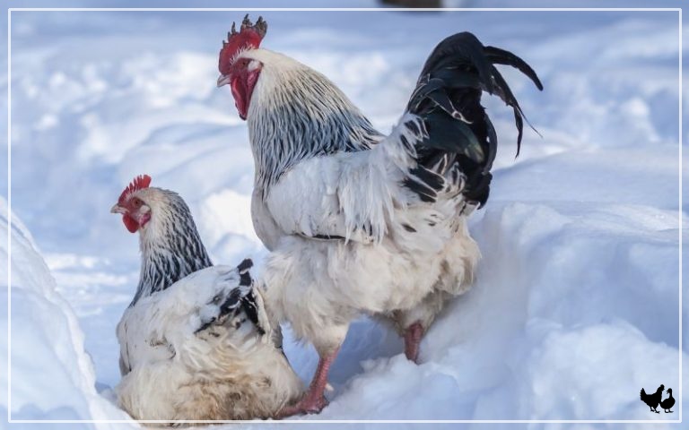 How to Humanely Cull Chickens? - LearnPoultry
