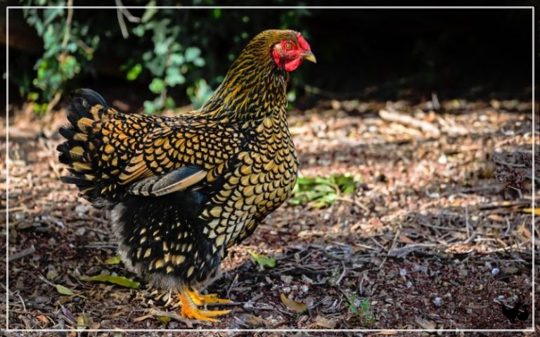 Wyandotte Chicken - Breed Profile & Facts - LearnPoultry