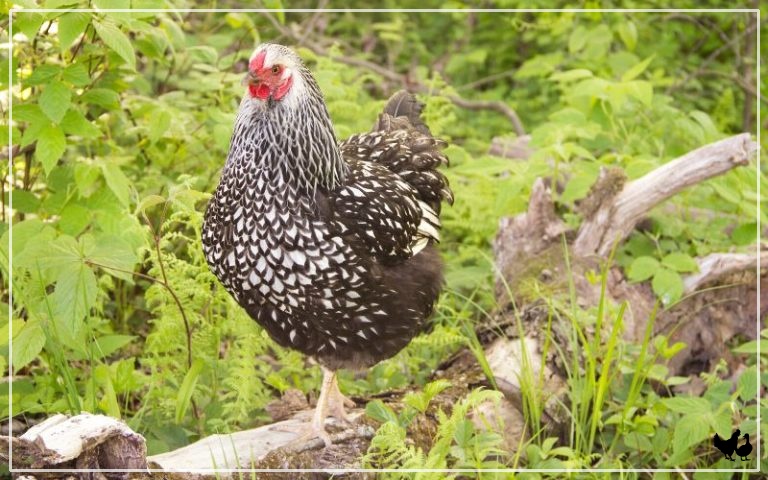 10 American Chicken Breeds - LearnPoultry