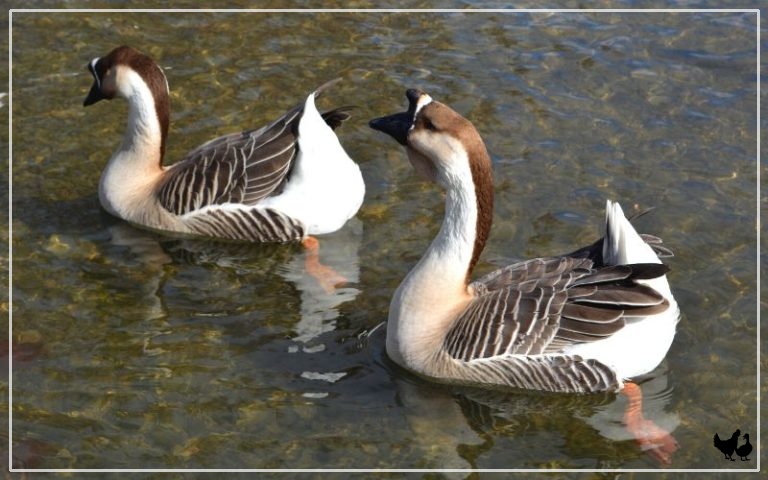 How to Tell if an African Goose is Male or Female? - LearnPoultry