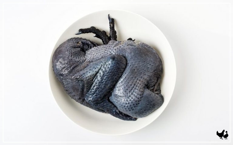 Ayam Cemani Chicken - Breed Profile & Facts - LearnPoultry