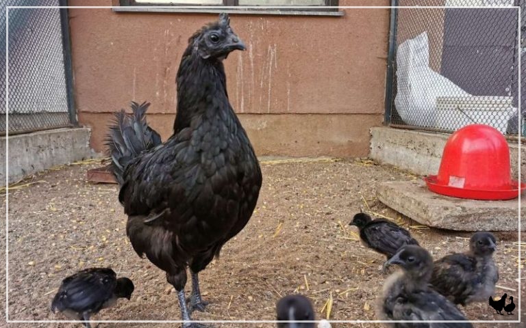 Ayam Cemani Chicken - Breed Profile & Facts - LearnPoultry