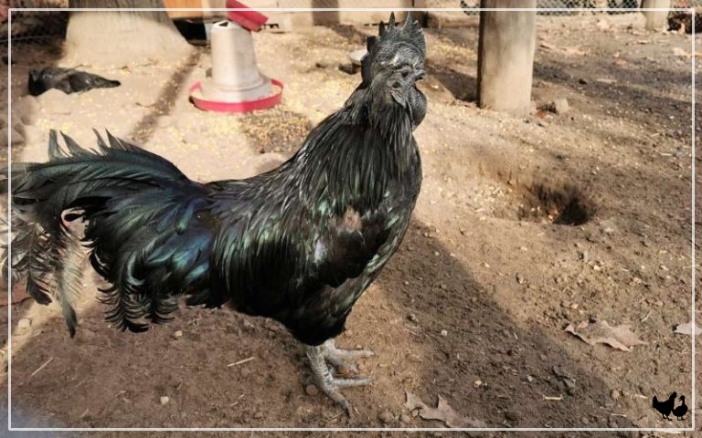 Ayam Cemani Chicken - Breed Profile & Facts - LearnPoultry