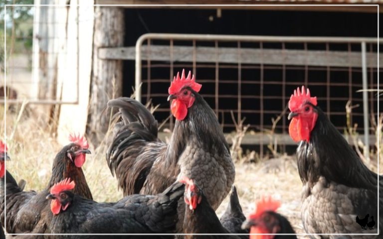 10 Grey Chicken Breeds - LearnPoultry