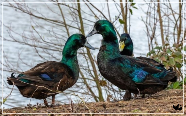 Cayuga Duck - Breed Profile and Facts - LearnPoultry