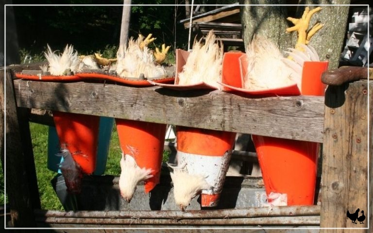 How to Humanely Cull Chickens? - LearnPoultry