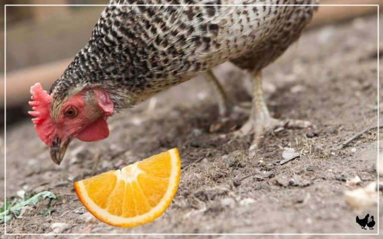 Lethargic Chickens - Signs, Reasons, Treatment - LearnPoultry