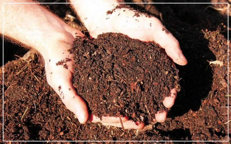 Can Chickens Get Rabies? - LearnPoultry