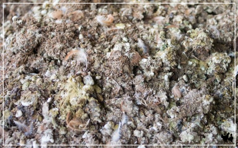 How to Dispose of Chicken Manure & Dirty Bedding? - LearnPoultry