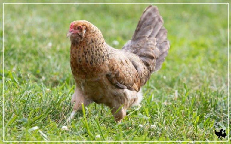 10 Hybrid Chicken Breeds (With Pictures) - LearnPoultry