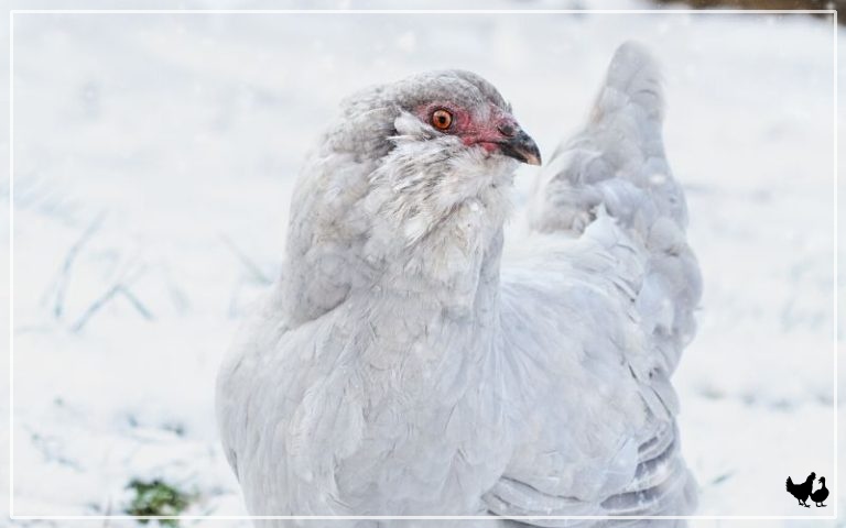 10 Grey Chicken Breeds - LearnPoultry