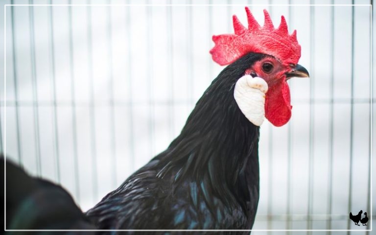 10 American Chicken Breeds - LearnPoultry