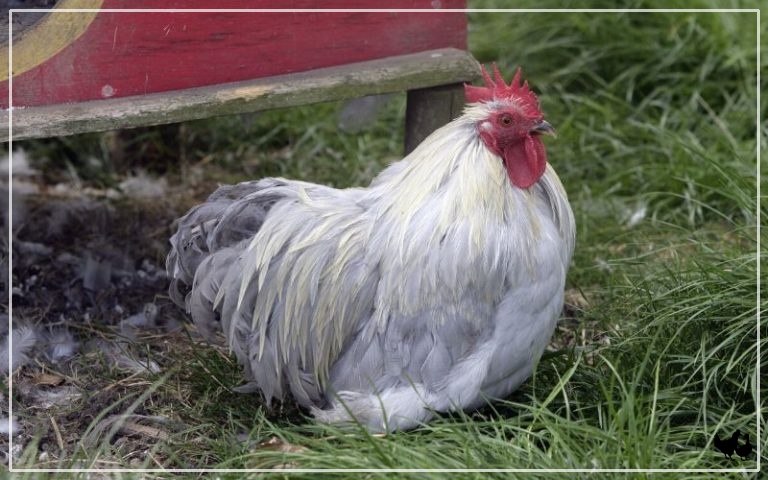 10 Grey Chicken Breeds - LearnPoultry