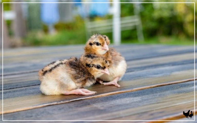 Legbar Chicken - Breed Profile & Facts - LearnPoultry