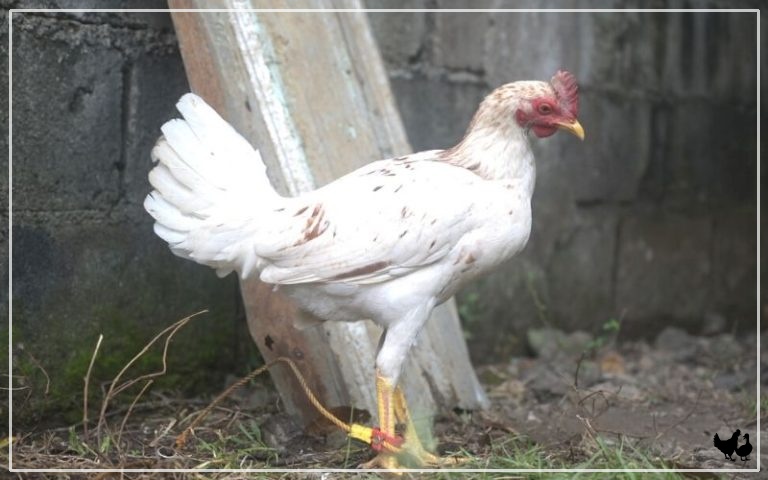 10 Unusual Chicken Breeds - LearnPoultry