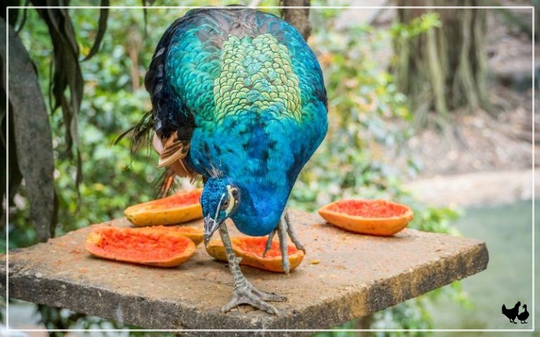 What do Peacocks Eat? Diet & Feeding Guide - LearnPoultry