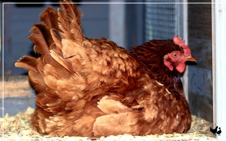 Rhode Island Red Chicken - Breed Profile & Facts - LearnPoultry