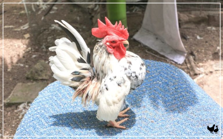500+ Chicken Names for Hens and Roosters - LearnPoultry