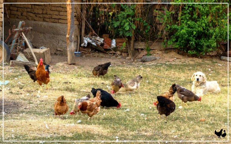 Poultry Farming - The Ultimate Guide for Beginners - LearnPoultry